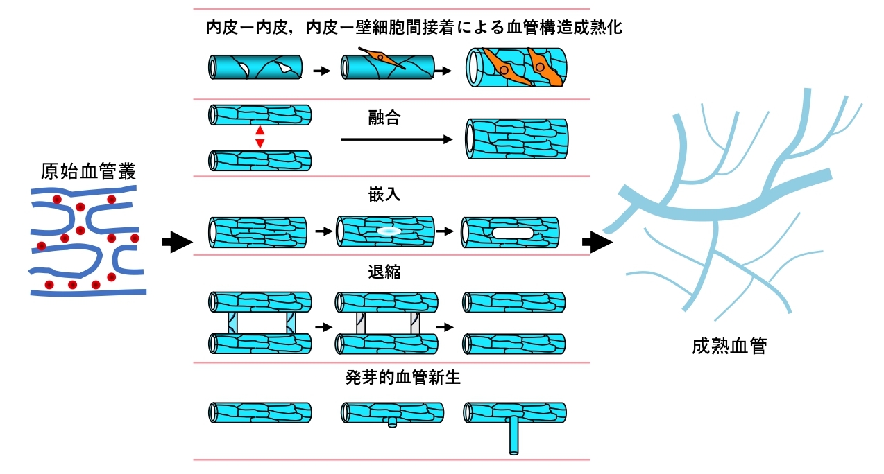 【寄稿】Tie2活性化のリアルワールド ～基礎・臨床・未病～ | ウェルネス総研レポートonline