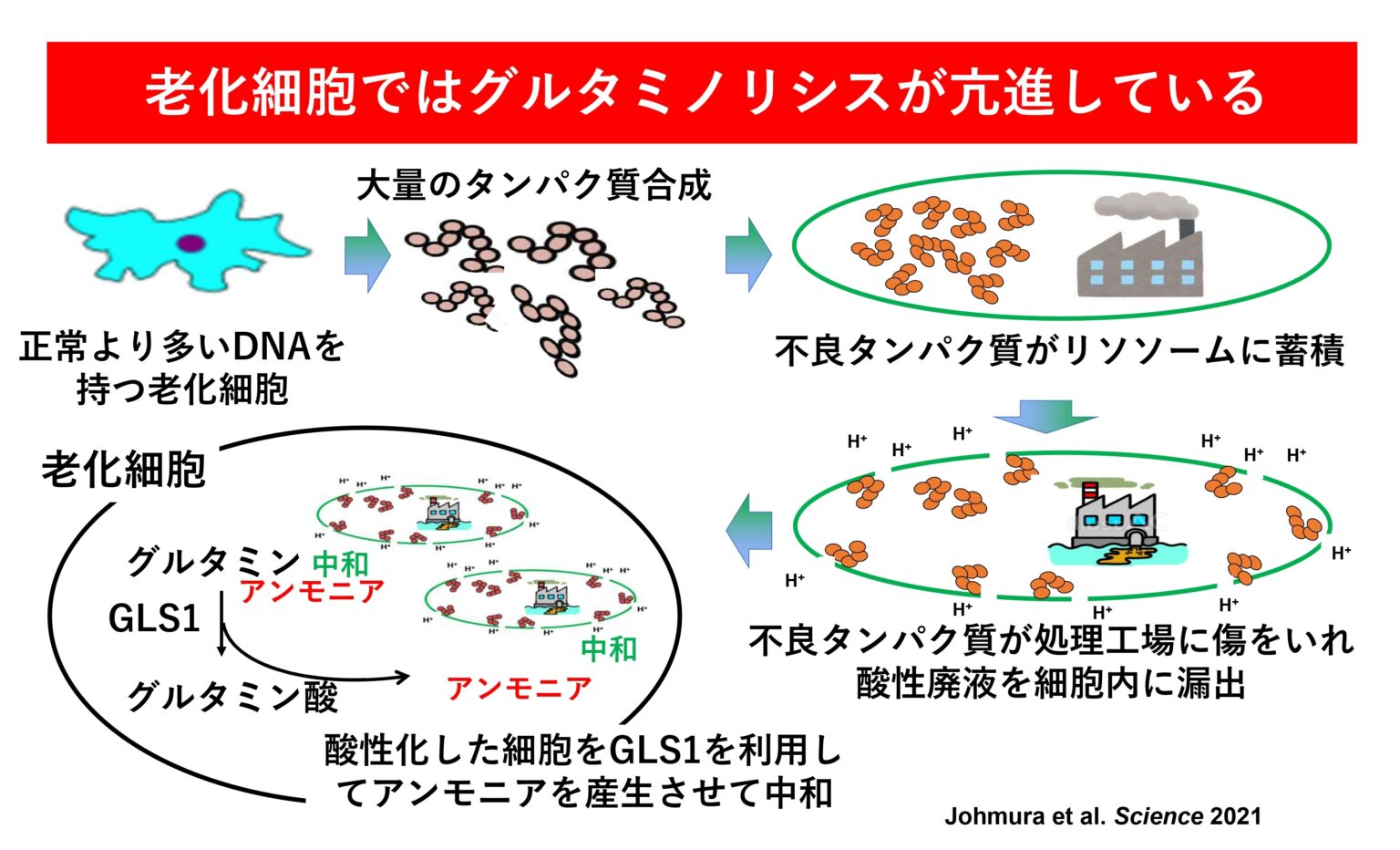 老化治療の最先端「セノリティクス」で健康寿命はどこまで延びるか | ウェルネス総研レポートonline
